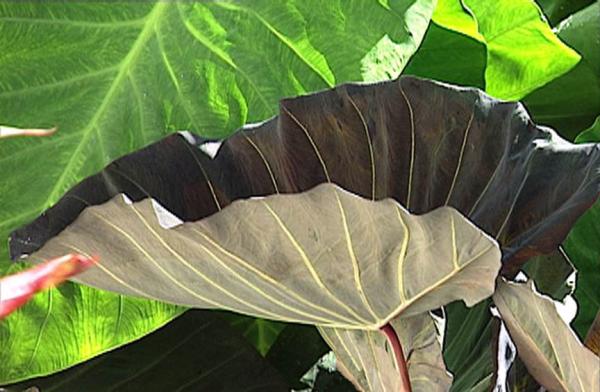 Lāʻau Lapaʻau | Kalo Is More Than a Native Hawaiian Plant—It’s an ...