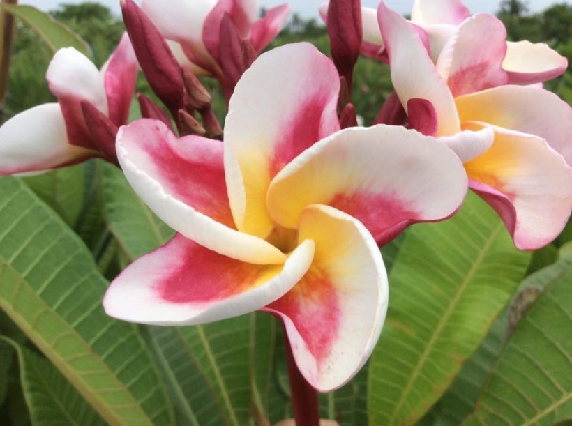 Recipe ~ Philippine Mafran (or Jufran) Sauce, a most versatile ...